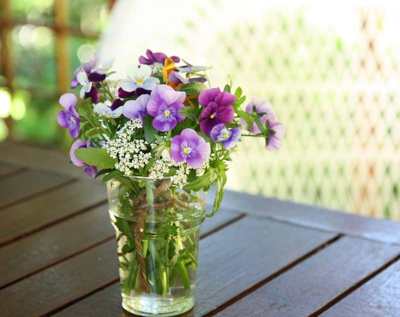 16 Plantas de Interior con Flor que Harán Lucir tus Espacios