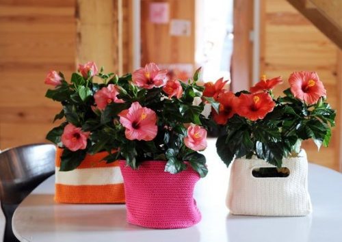 16 Plantas de Interior con Flor que Harán Lucir tus Espacios