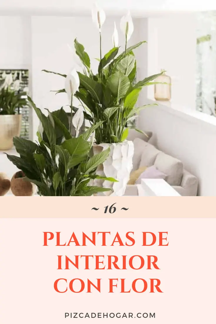 16 Plantas de Interior con Flor que Harán Lucir tus Espacios