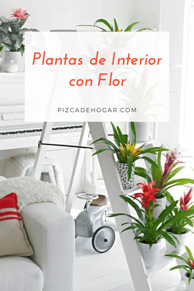 16 Plantas de Interior con Flor que Harán Lucir tus Espacios
