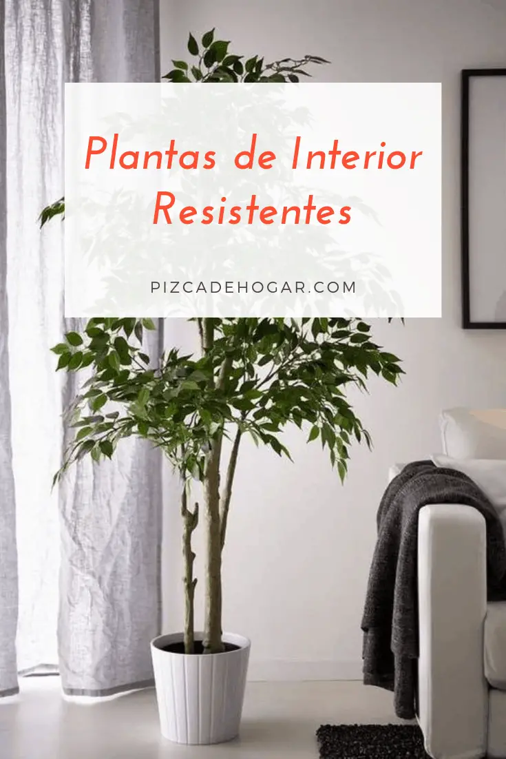 17 Plantas de Interior Resistentes para Decorar sin Preocuparte