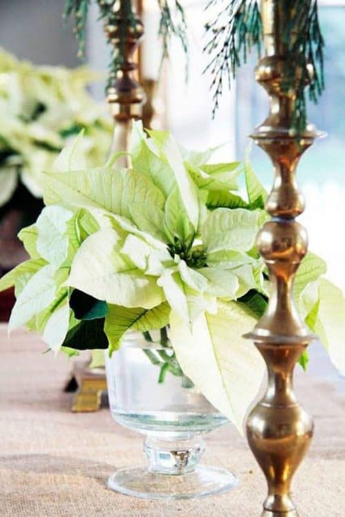 16 Plantas de Interior con Flor que Harán Lucir tus Espacios