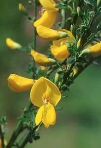 14 Plantas que Ofrecen Flores en el Frío Invierno